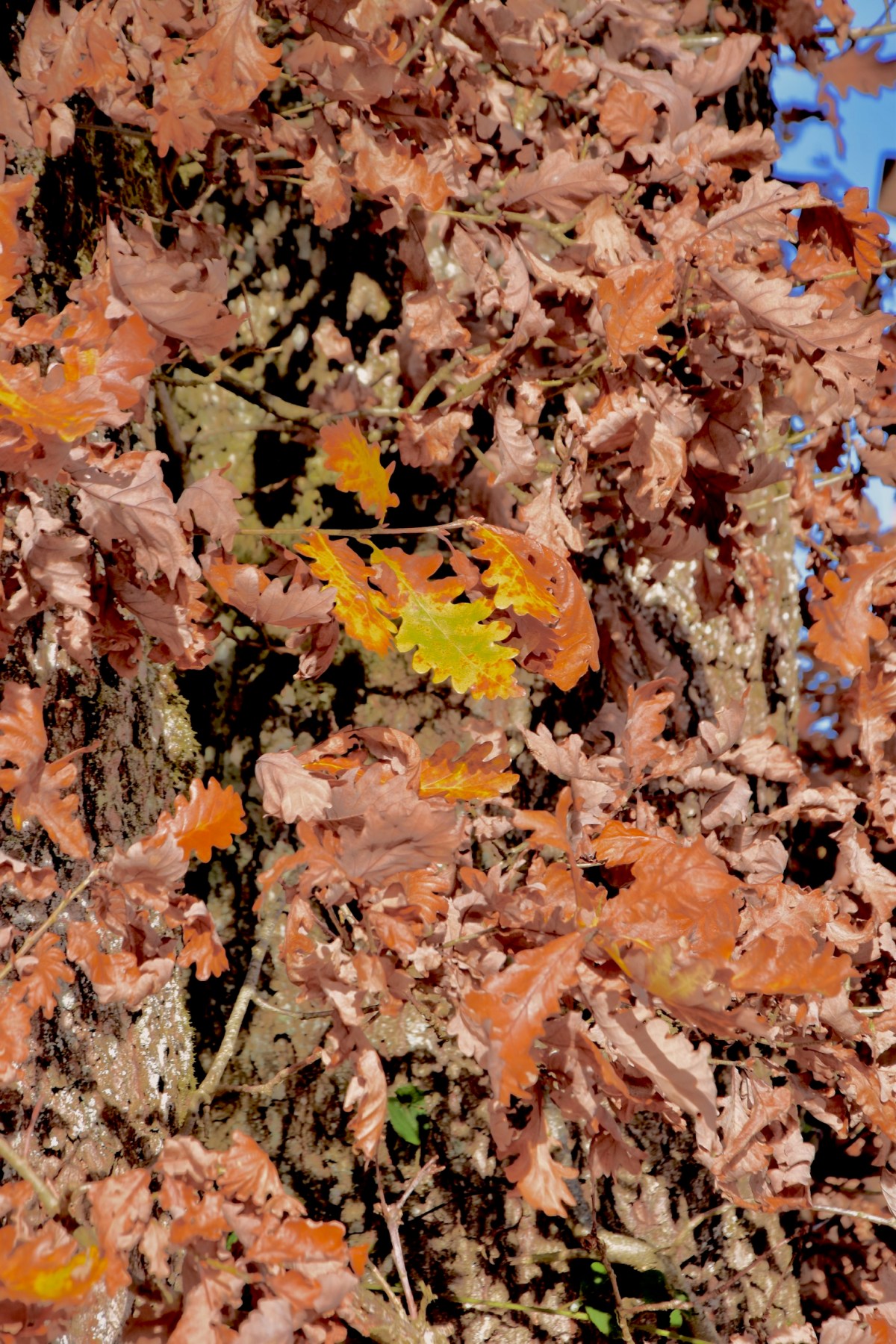 Auto-Pédestre Mertzig – Turelbaach Castle – Luxembourg Outdoors